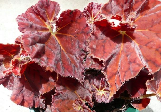 Rhizomatous begonias | Melbourne Begonia Society