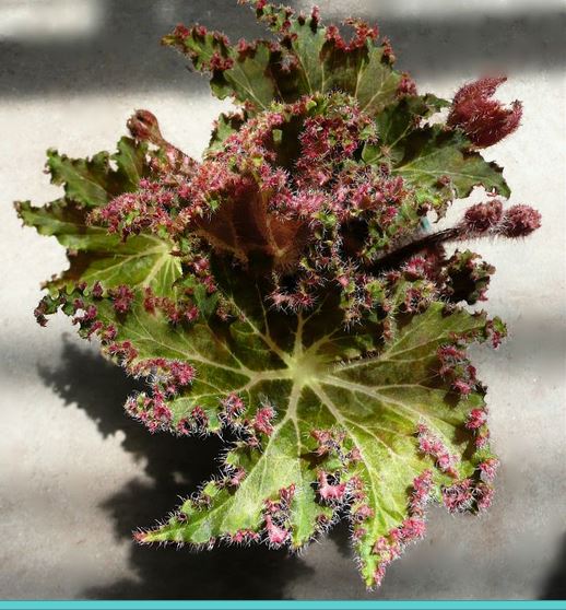 Rhizomatous begonias | Melbourne Begonia Society