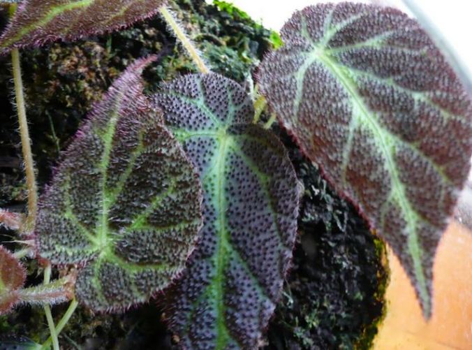 Rhizomatous begonias | Melbourne Begonia Society