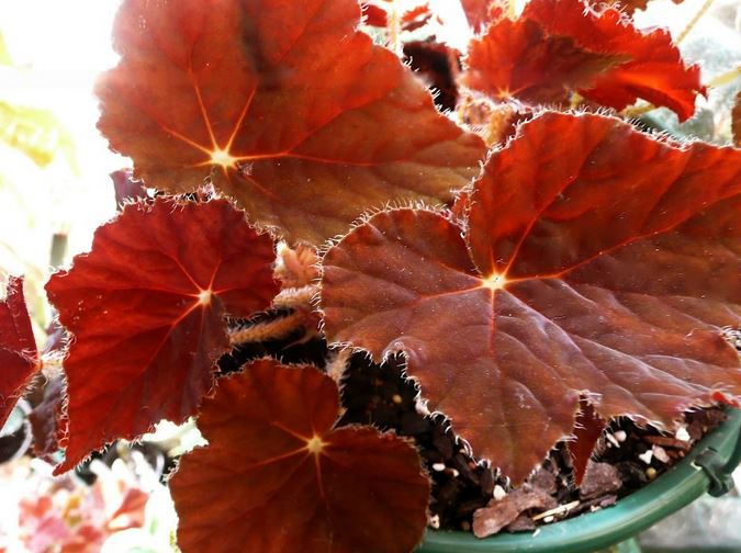 Rhizomatous begonias | Melbourne Begonia Society