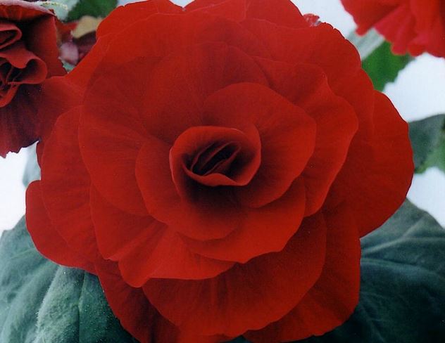 B. ‘Guy Chart’, | Melbourne Begonia Society