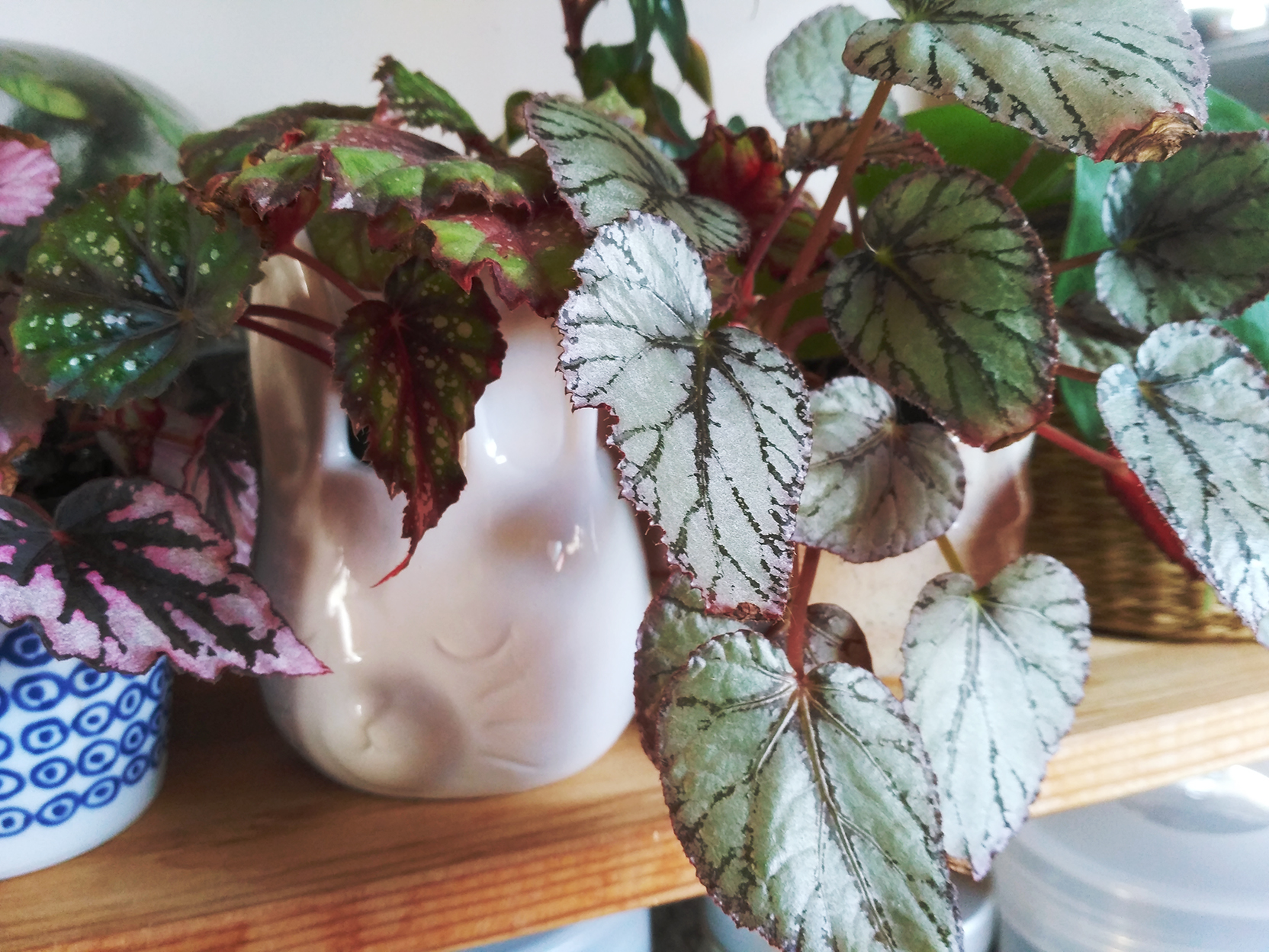 Rex begonias | Melbourne Begonia Society