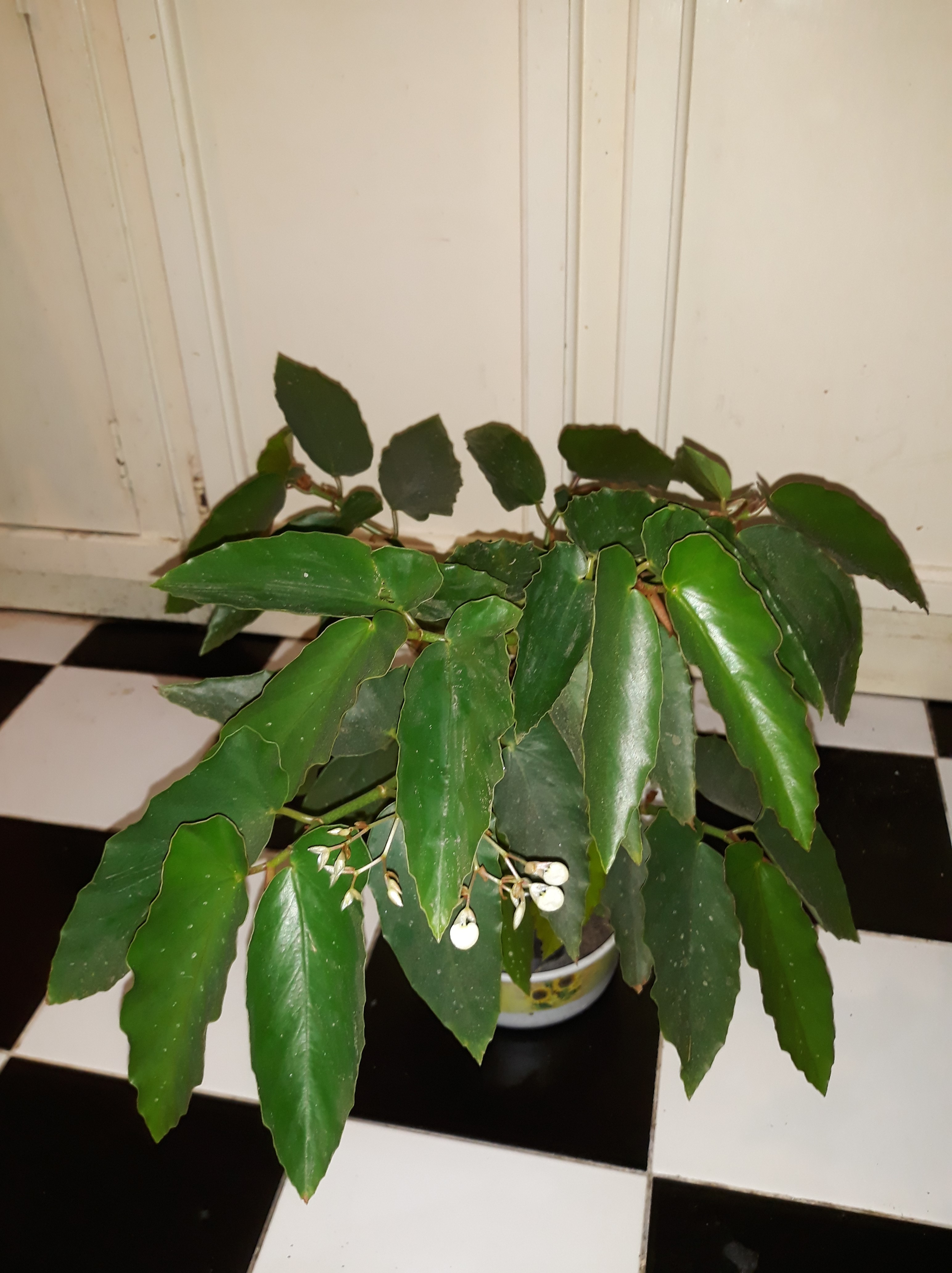 B ‘White Showers’ – Judith Carpenter | Melbourne Begonia Society