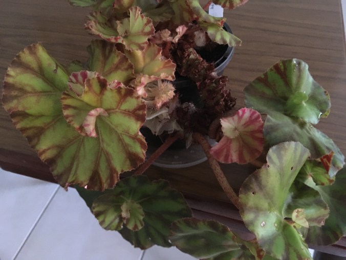B. Annan’s Honey (Foliage) – Grower: Sheila Nash | Melbourne Begonia ...