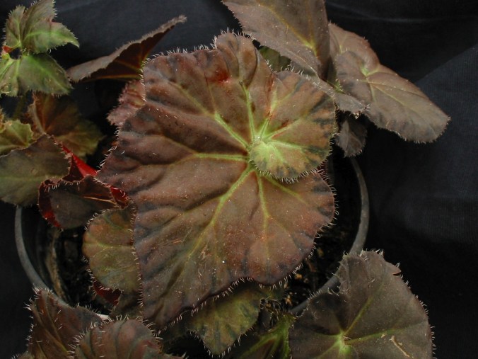 Rhizomatous begonias | Melbourne Begonia Society