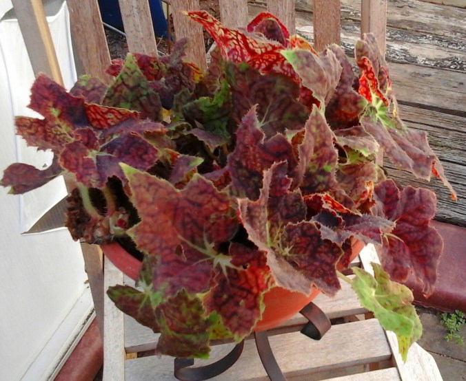 Rhizomatous begonias | Melbourne Begonia Society