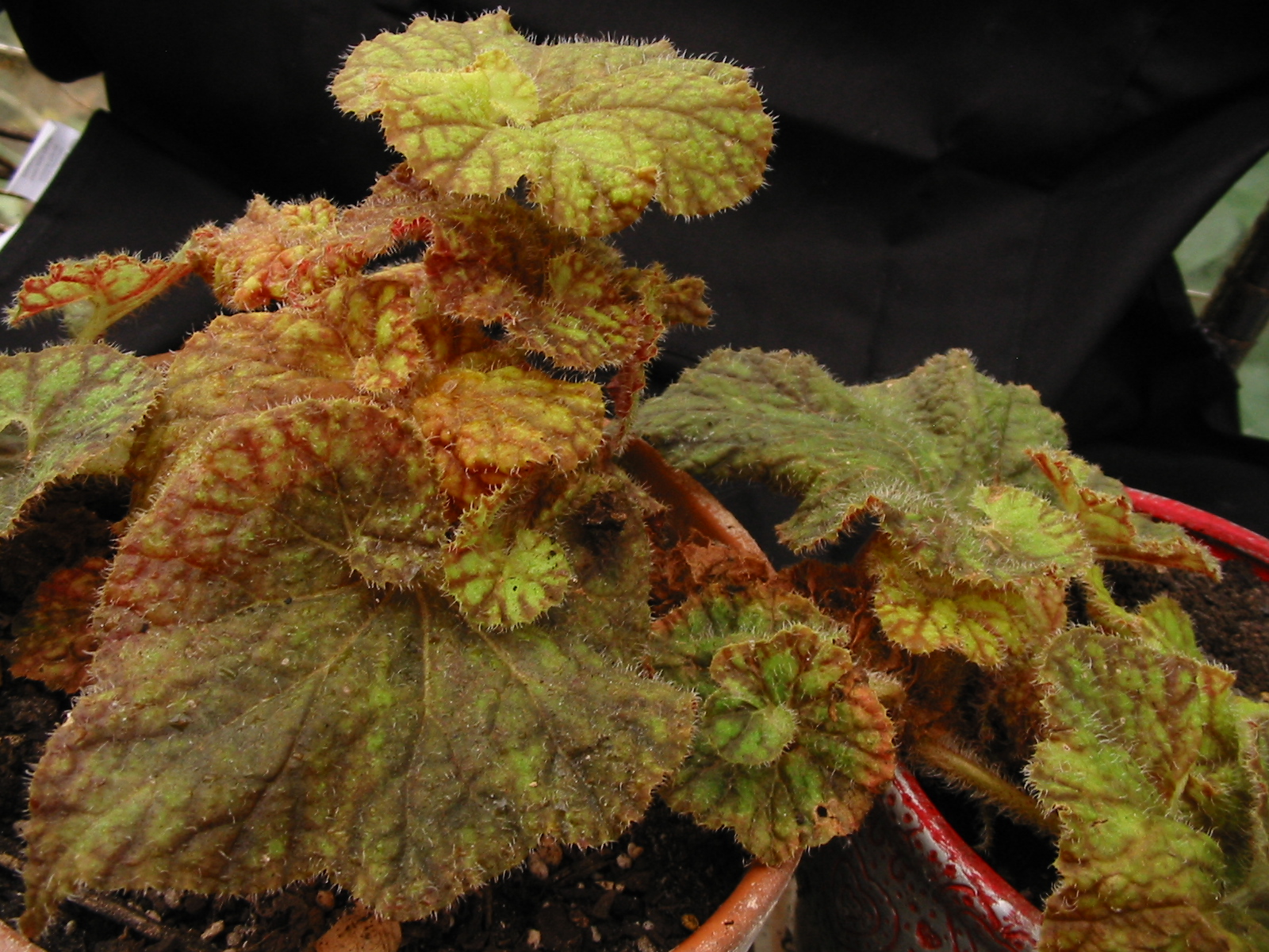 B. Cowardly Lion (Rhizo) (Foliage) – Grower: B Moyle | Melbourne ...