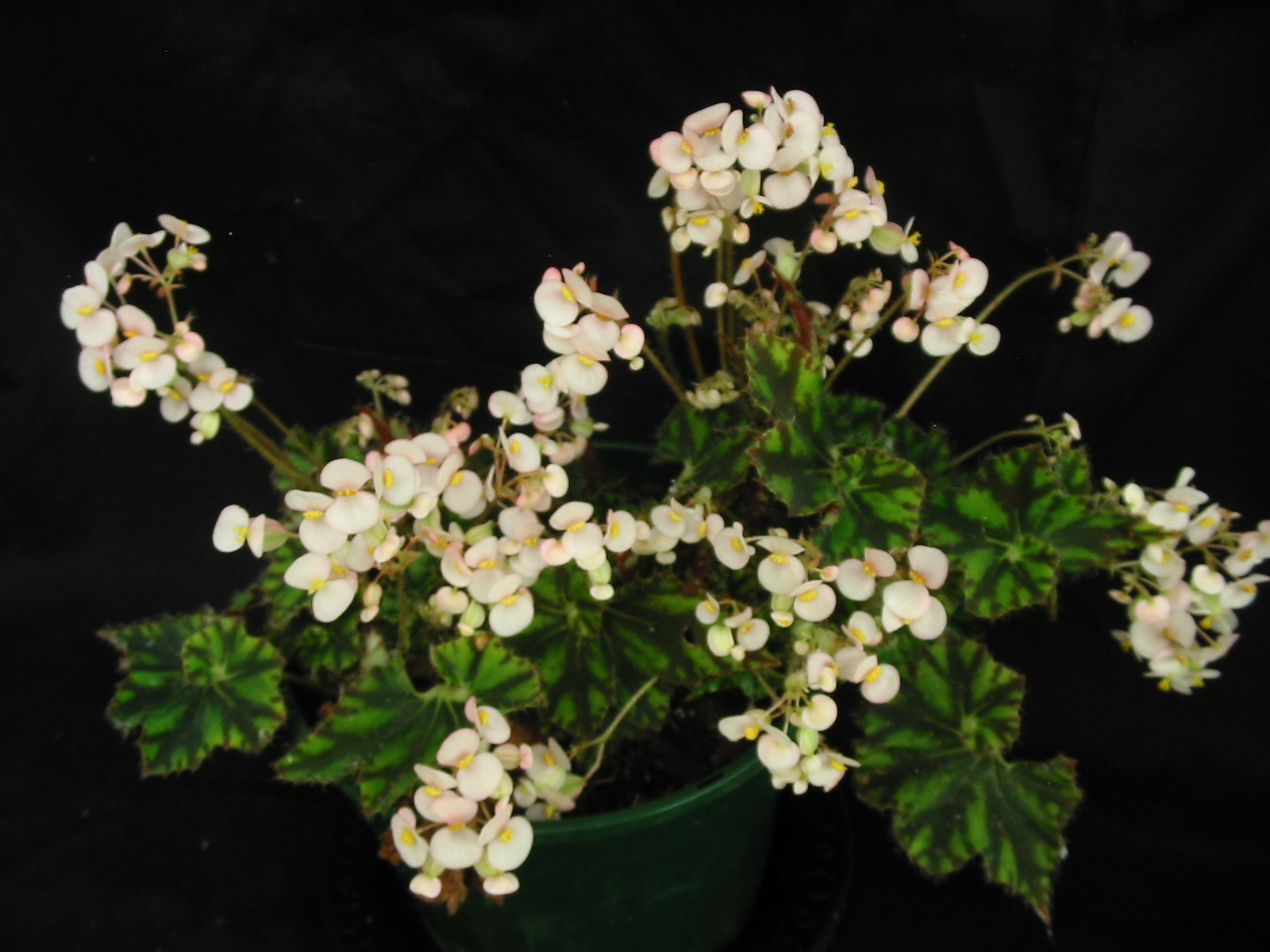 B First Edition (rh) (flowers) | [Grower: P Moyle] | Melbourne Begonia ...