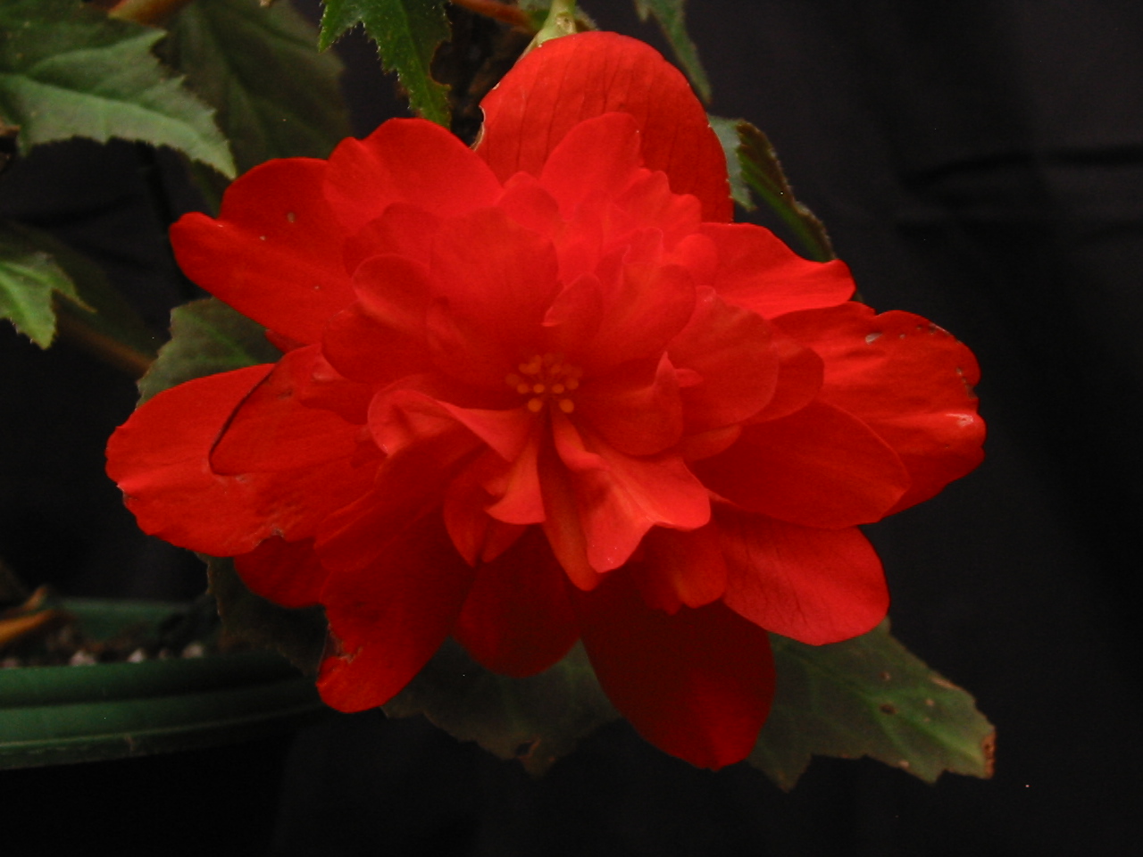 B Tenella Red (tub) (flower) | Melbourne Begonia Society