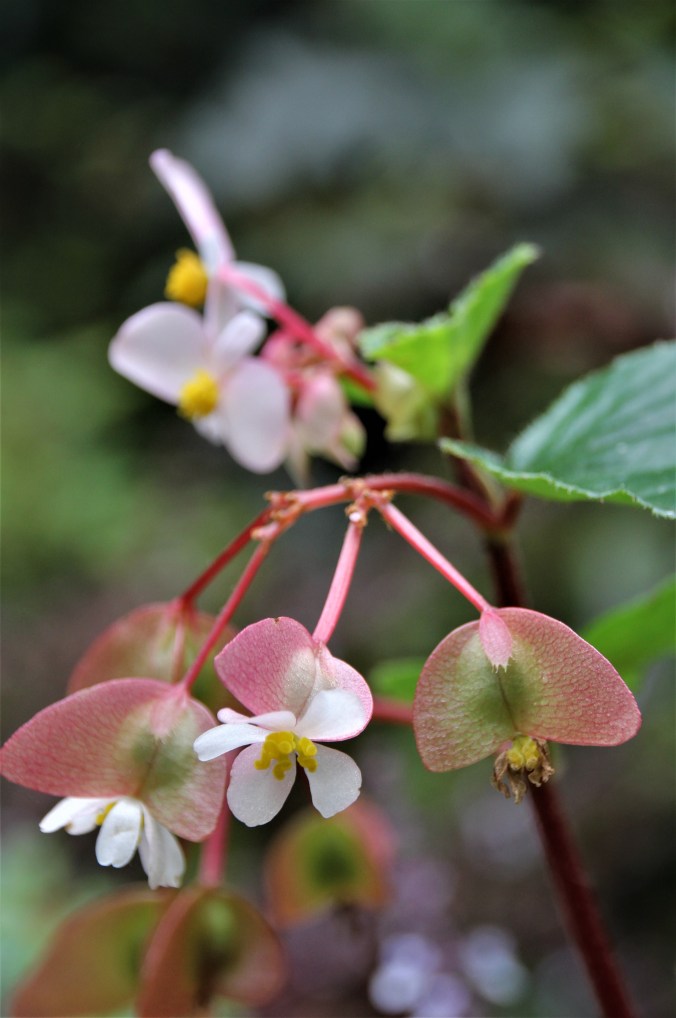 Melbourne Begonia Society | For Begonia lovers and growers in Melbourne ...