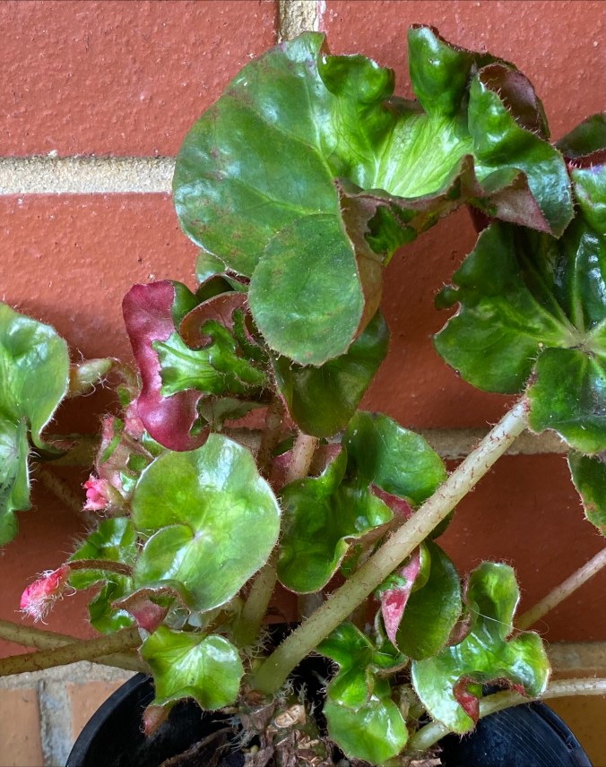 B Cathedral | Melbourne Begonia Society