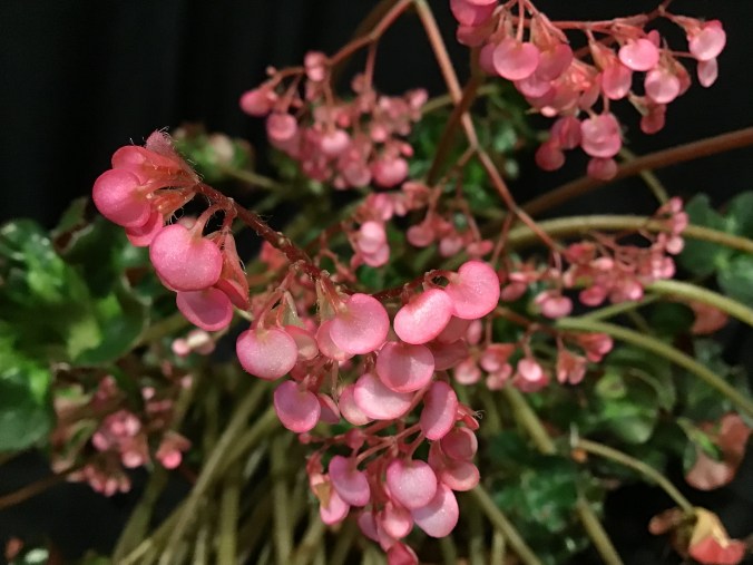 B Cathedral | Melbourne Begonia Society