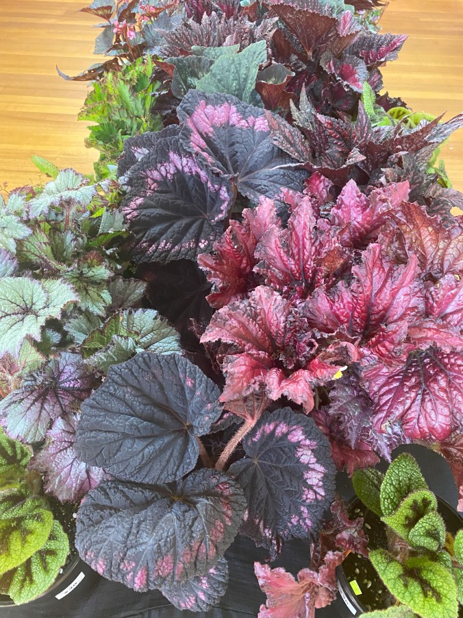 Melbourne Begonia Society | For Begonia lovers and growers in Melbourne