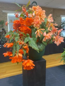 Melbourne Begonia Society | For Begonia lovers and growers in Melbourne