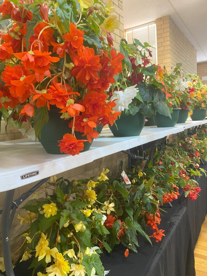 Melbourne Begonia Society | For Begonia lovers and growers in Melbourne